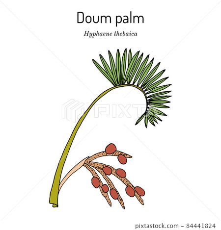 Doum palm or gingerbread tree Hyphaene thebaica... - Stock Illustration ...
