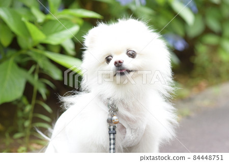 Cute white pomeranian and flowers - Stock Photo [84448751] - PIXTA