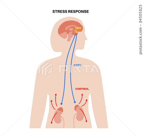 Stress responce system - Stock Illustration [84505825] - PIXTA