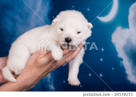 Newborn Samoyed Puppies