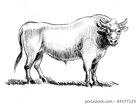Big standing bull. Ink black and white drawing-插圖素材 [84577129] - PIXTA圖庫