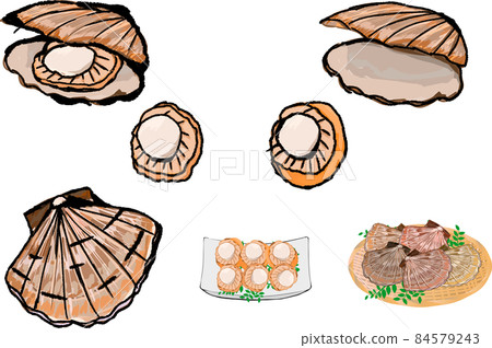 Scallop illustration set - Stock Illustration [84579243] - PIXTA