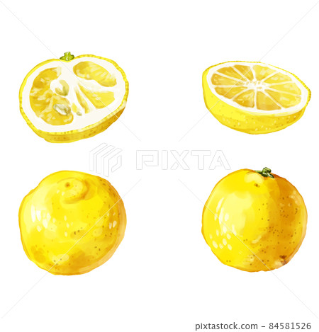 Hand drawn watercolor flower yuzu illustration set - Stock Illustration ...