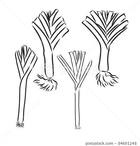 Hand drawn sketch style fresh leeks set... - Stock Illustration ...