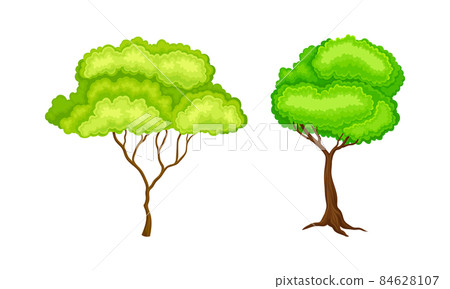 Green forest deciduous trees set cartoon vector... - Stock Illustration ...