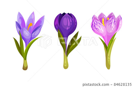 Beautiful fresh crocuses set. First spring... - Stock Illustration ...