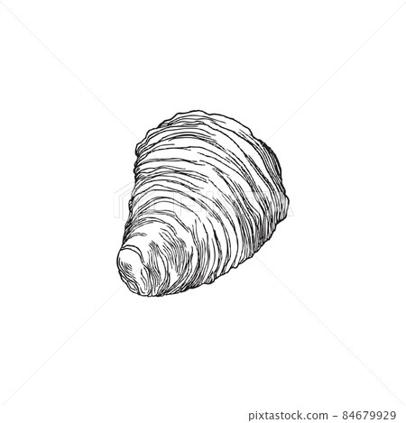 Seashell or fossil mollusk armor shell,... - Stock Illustration ...
