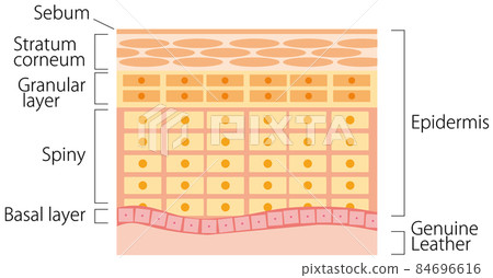 skin, construction, cross-section - Stock Illustration [84696616] - PIXTA