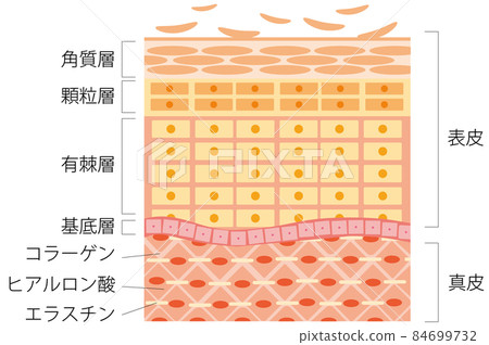 Cross section of skin cells - Stock Illustration [84699732] - PIXTA
