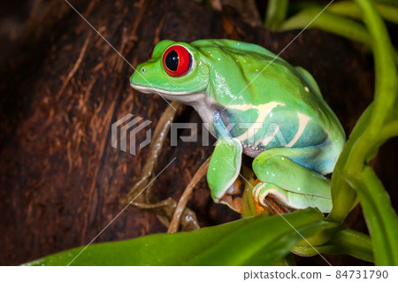Bloated Frog