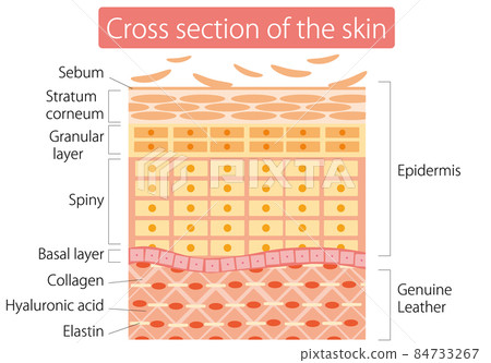 skin, construction, cross-section - Stock Illustration [84733267] - PIXTA
