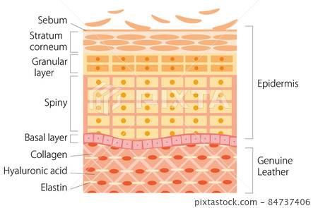 skin, construction, cross-section - Stock Illustration [84737406] - PIXTA