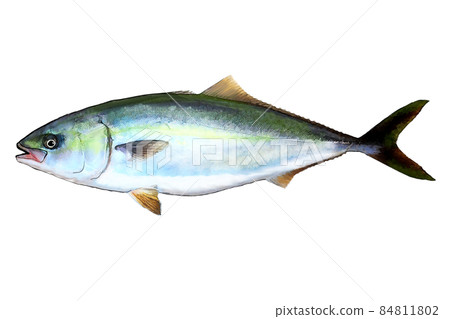 Yellowtail watercolor painting - Stock Illustration [84811802] - PIXTA