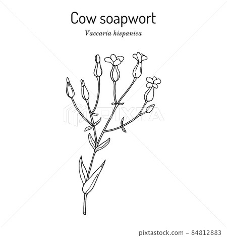 Cow soapwort or cowherb Vaccaria hispanica ,... - Stock Illustration ...
