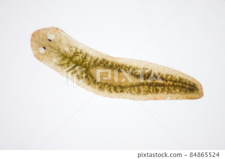 Planaria Under Microscope