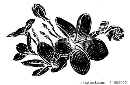 Plumeria Frangipani Tropical Bali Flower Drawing - Stock Illustration ...