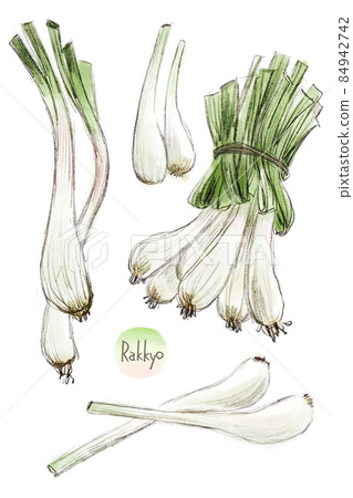 Rough hand-drawn illustrations of scallions - Stock Illustration ...