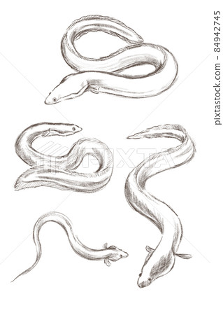 Hand-drawn rough line drawing illustration of eel - Stock Illustration ...