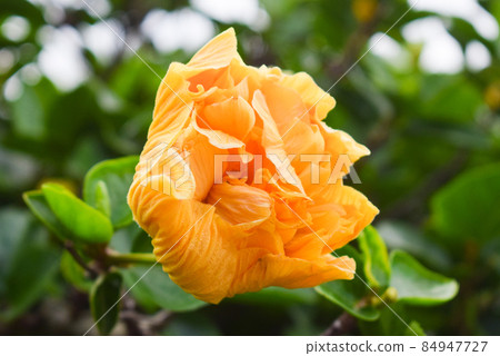 Amber Flower Wallpaper