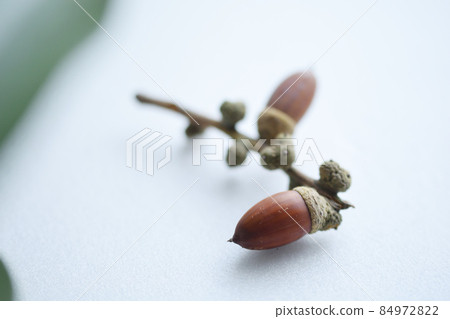 Acorn Shell