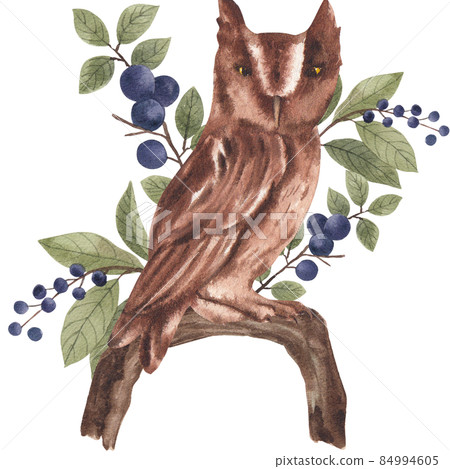 owl bird watercolor clipart png - Stock Illustration [84994605] - PIXTA