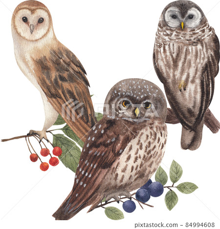 owl bird watercolor clipart png - Stock Illustration [84994608] - PIXTA