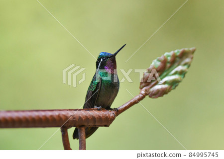 Beautiful Purple Hummingbirds