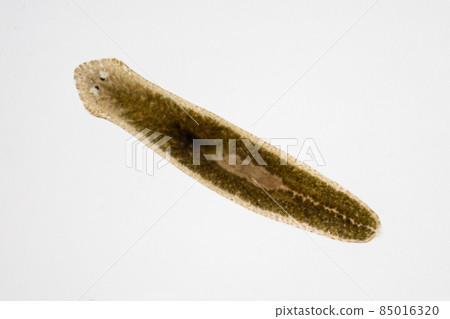 Planaria Under Microscope