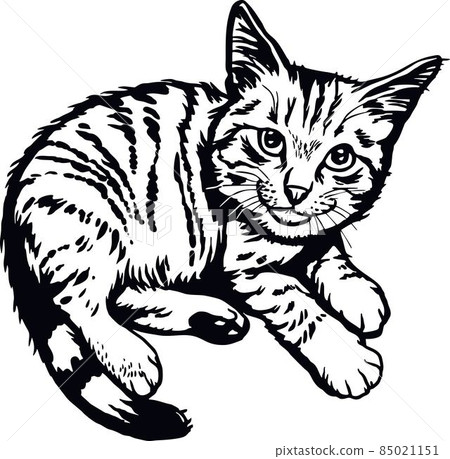 Domestic Cat, Peeking kitten - Cheerful kitty... - Stock Illustration ...