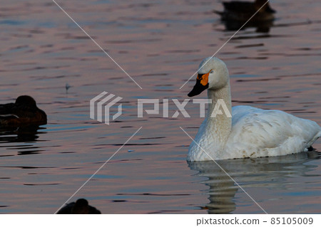 Sleepy swan - Stock Photo [85105009] - PIXTA