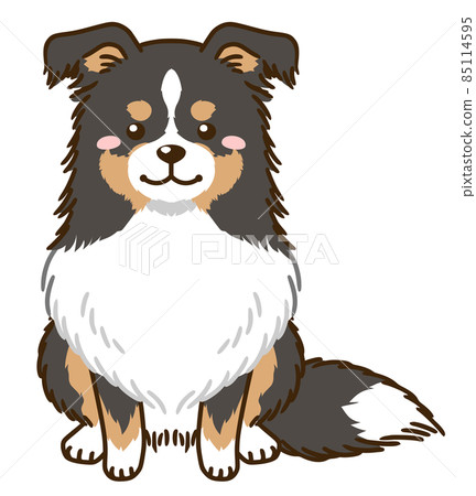 Sheltie (tri-color) - Stock Illustration [85114595] - PIXTA