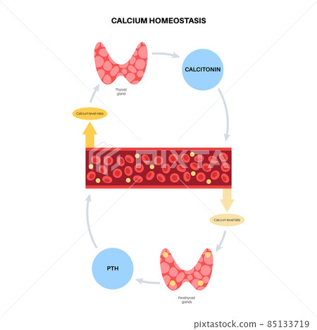 calcium homeostasis diagram - Stock Illustration [85133719] - PIXTA