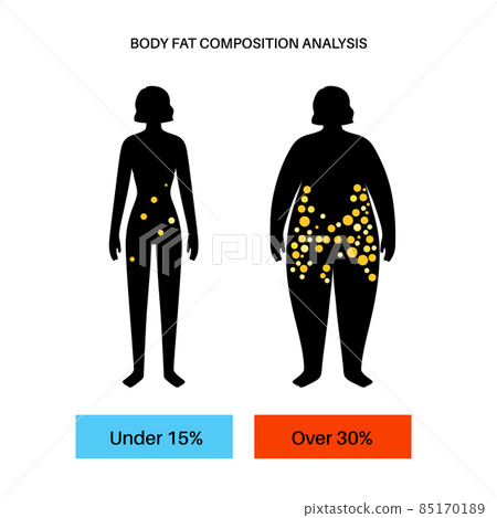 Body fat composition - Stock Illustration [85170189] - PIXTA