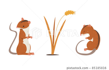 Field Mouse as Small Rodent with Long Tail and... - Stock Illustration ...