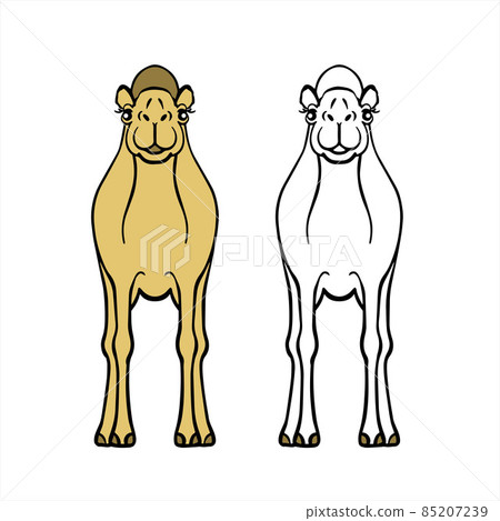 Camel Facing Forward