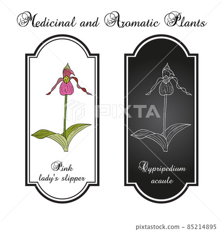 Pink or stemless ladys-slipper Cypripedium... - Stock Illustration ...