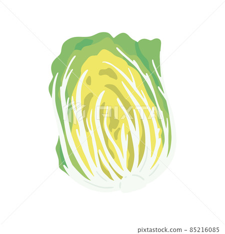 Cross section of cut Chinese cabbage - Stock Illustration [85216085 ...