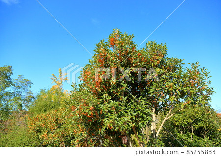 Kinmokusei Flower - Stock Photo [85255833] - PIXTA