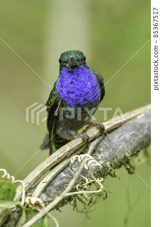 Beautiful Purple Hummingbirds