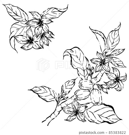 Coffee flower and fruit pen drawing illustration - Stock Illustration ...