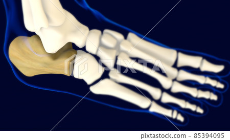 Calcaneus Foot bones Anatomy for medical... - Stock Illustration ...