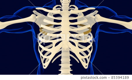 Fifth bone of Rib cage Anatomy for medical... - Stock Illustration ...