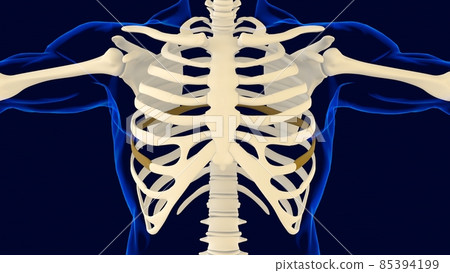Seventh bone of Rib cage Anatomy for medical... - Stock Illustration ...