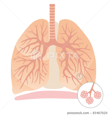 No human body (lung) characters - Stock Illustration [85467020] - PIXTA