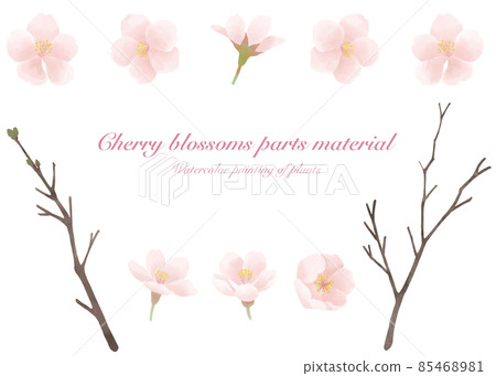 Cherry blossom parts material set - Stock Illustration [85468981] - PIXTA