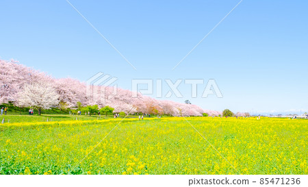 Gyodo Shrine - Stock Photo [85471236] - PIXTA