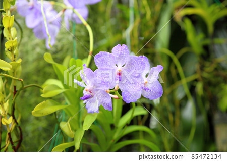 Banda flower - Stock Photo [85472134] - PIXTA