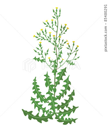 Wild Lettuce Illustration - Stock Illustration [85480291] - PIXTA