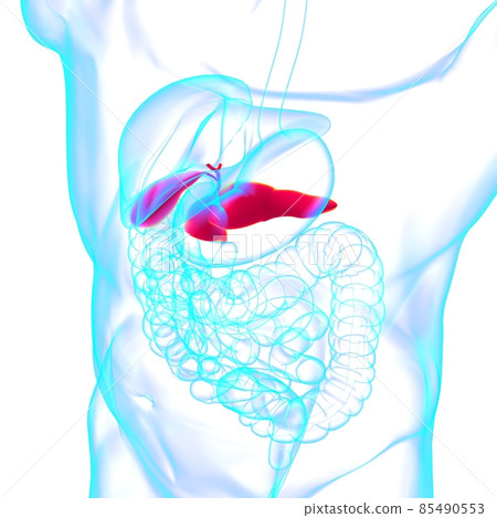 pancreas Human Digestive System Anatomy For... - Stock Illustration ...
