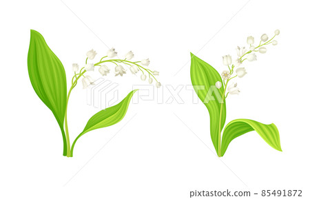 Lily of the Valley with Pendent Bell-shaped... - Stock Illustration ...